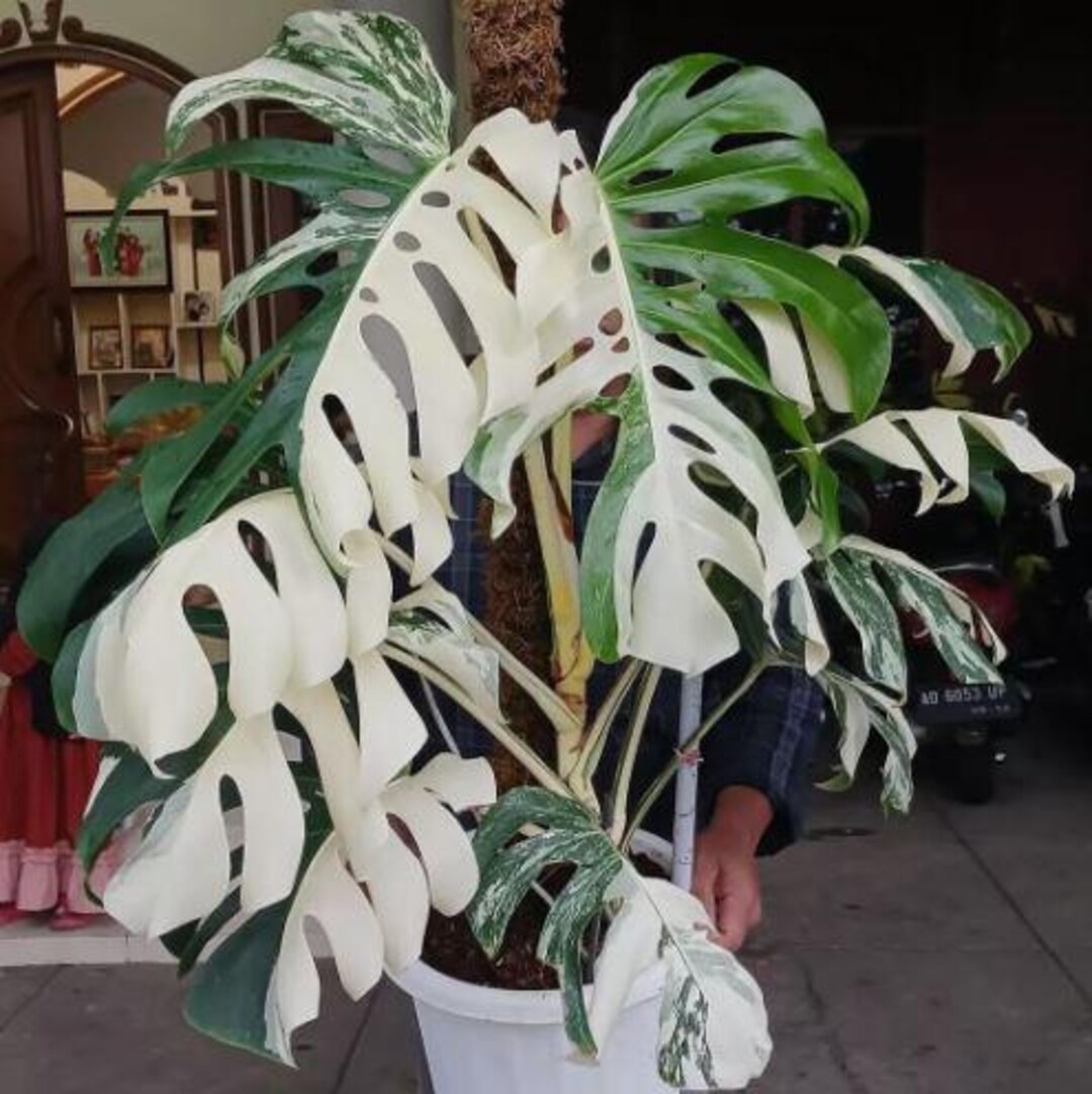 Real and Rare Monstera Albo Half Moon Variegated Cuttings and Rooted ...