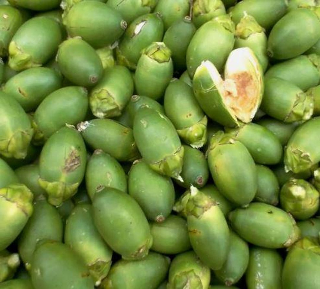 Organic Betel Nuts 1KG Whole Areca Catechu Nuts Bag - Etsy