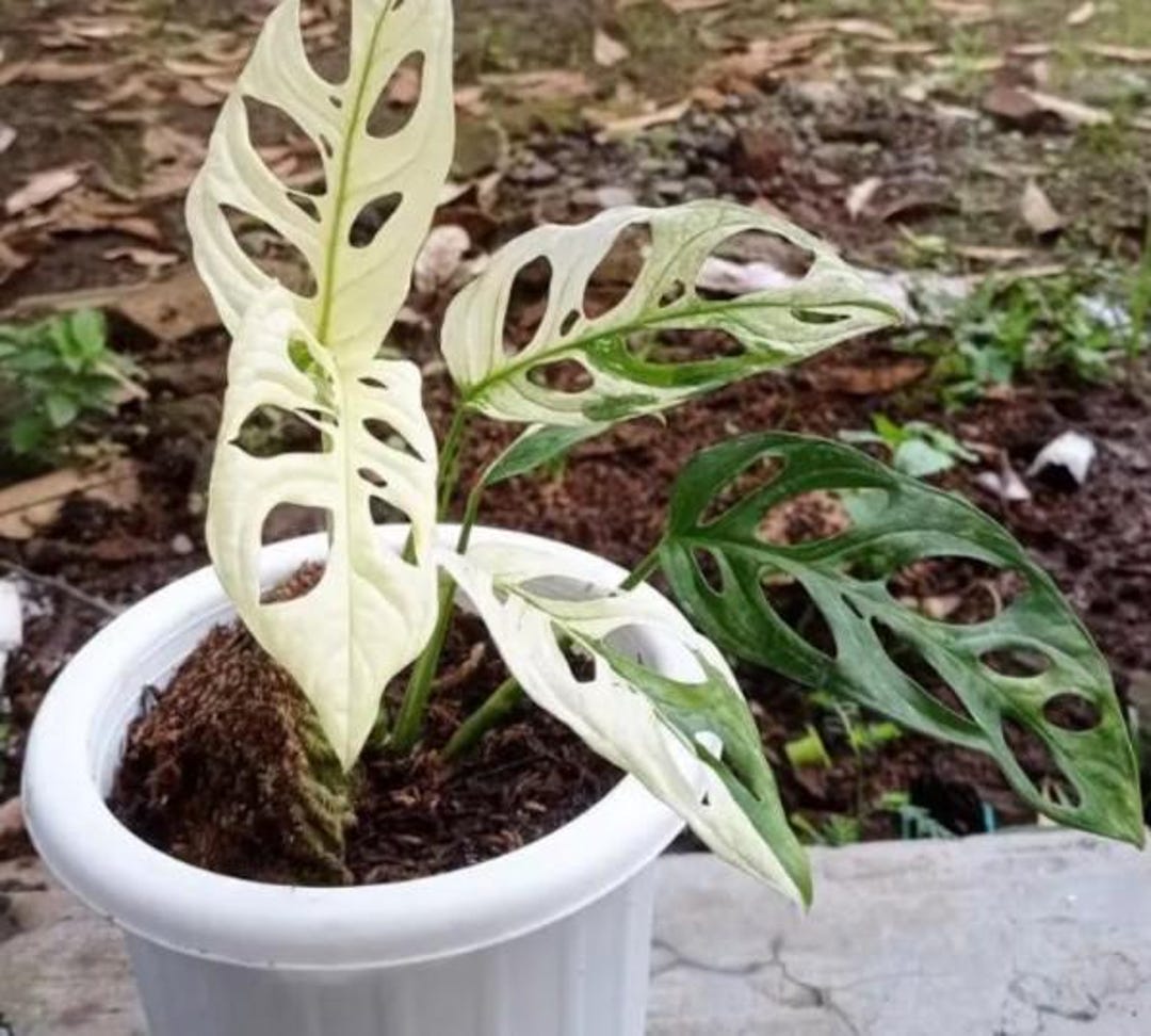 Rare Monstera Adansonii Albo Variegated Japanese Tricolor Live Plant ...