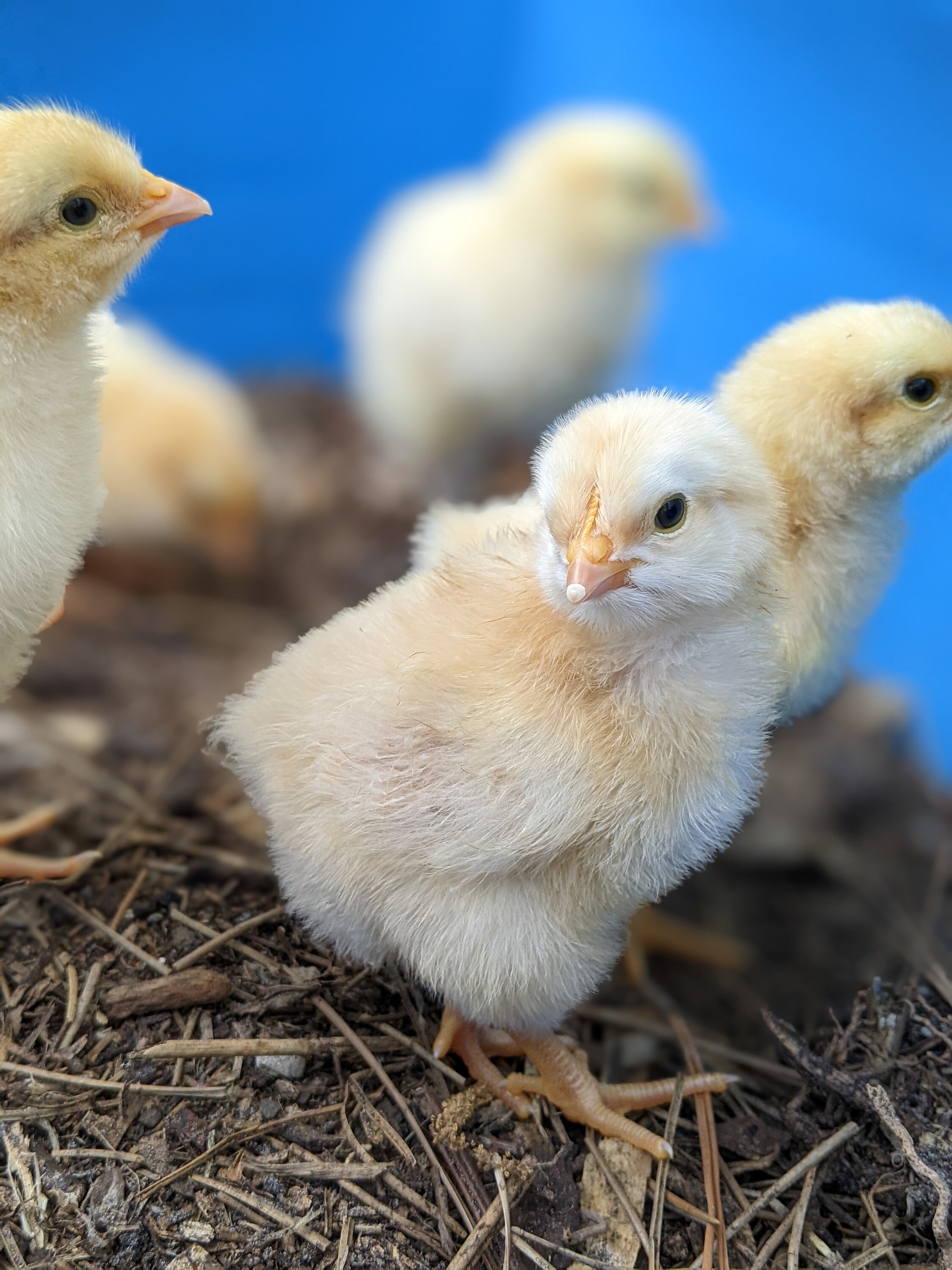 Hatching Guide digital Download - Etsy