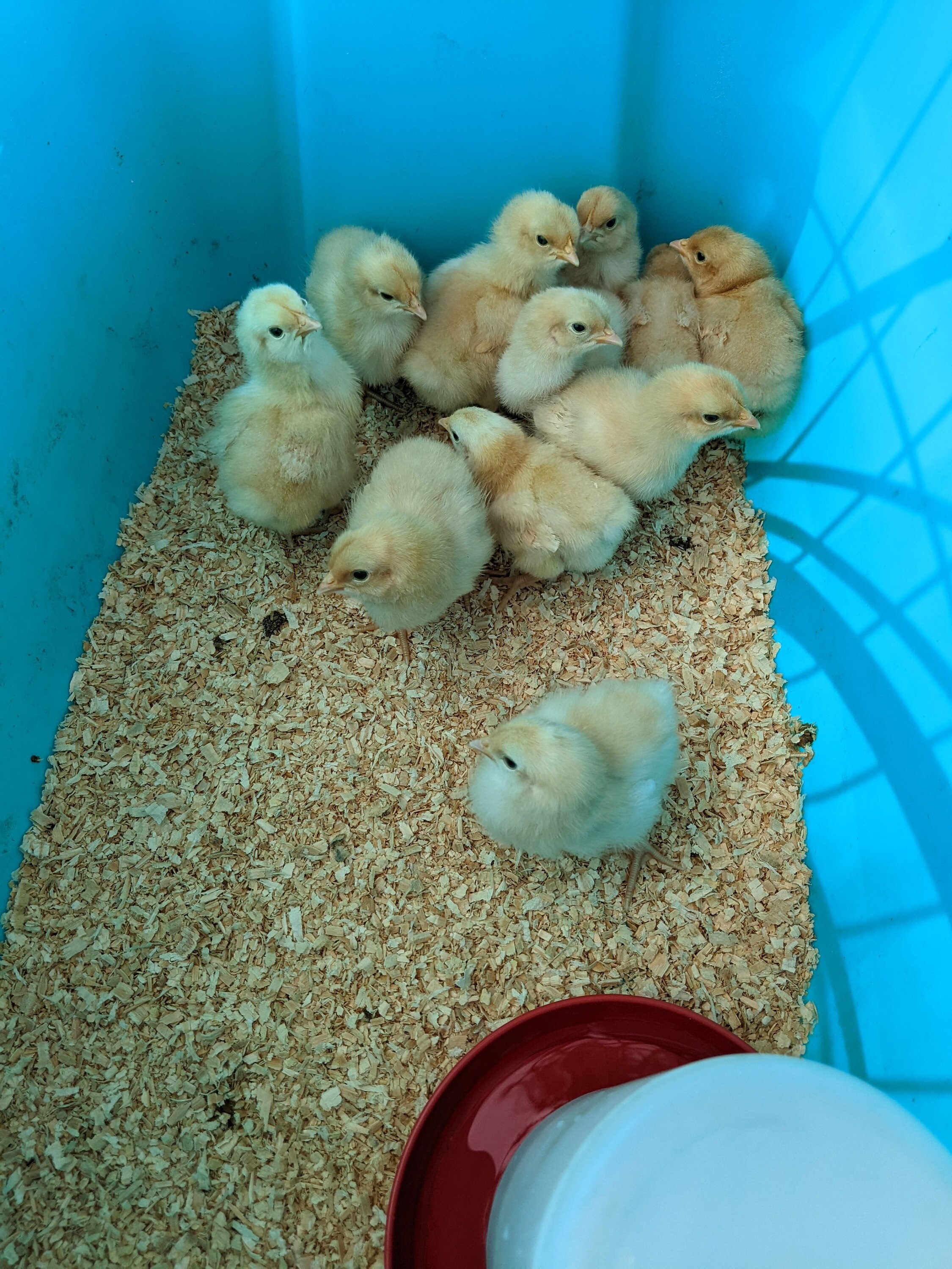 Hatching Guide digital Download - Etsy