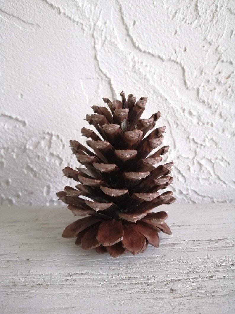 All Natural Pine Cones From Florida Slash Pine - Etsy