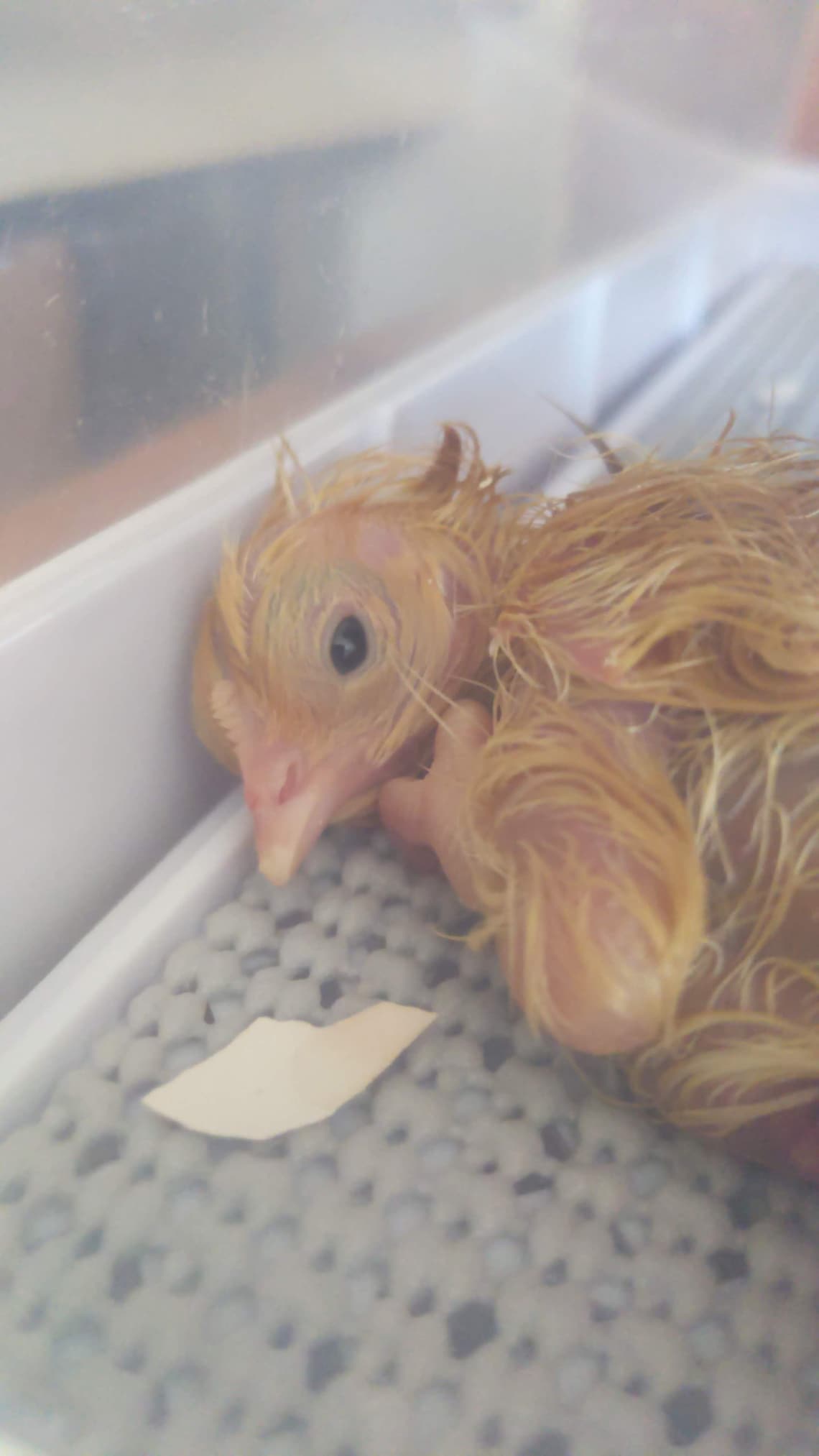 Hatching Guide digital Download - Etsy