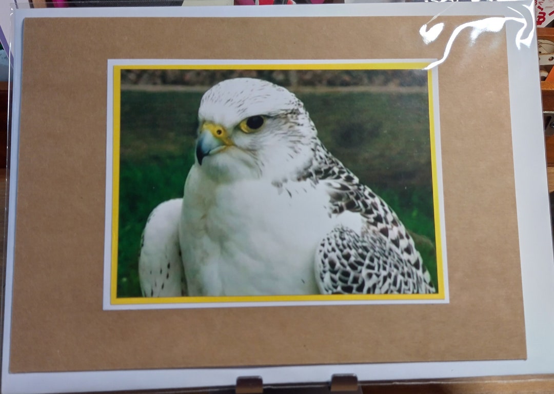 A5 Gyr Falcon Blank Greeting Card - Etsy