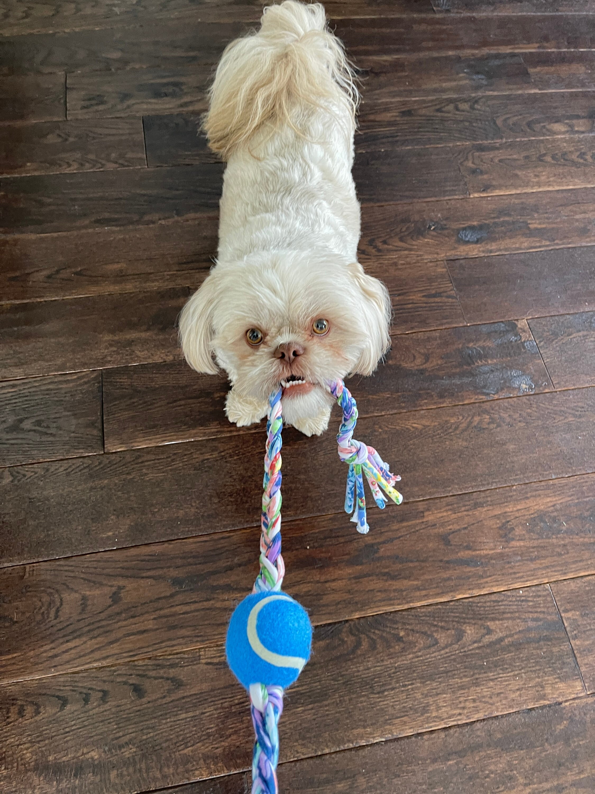 Dog Toy With Tennis Ball for Small Dogs, Dog Tug Toy, Puppy Toy, Small ...