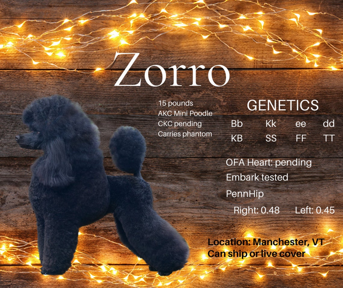 Editable Stud Flier Dog Breeder Customizable Digital | Etsy