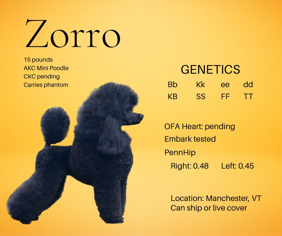 Editable Stud Flier Dog Breeder Customizable Digital Download Canva ...