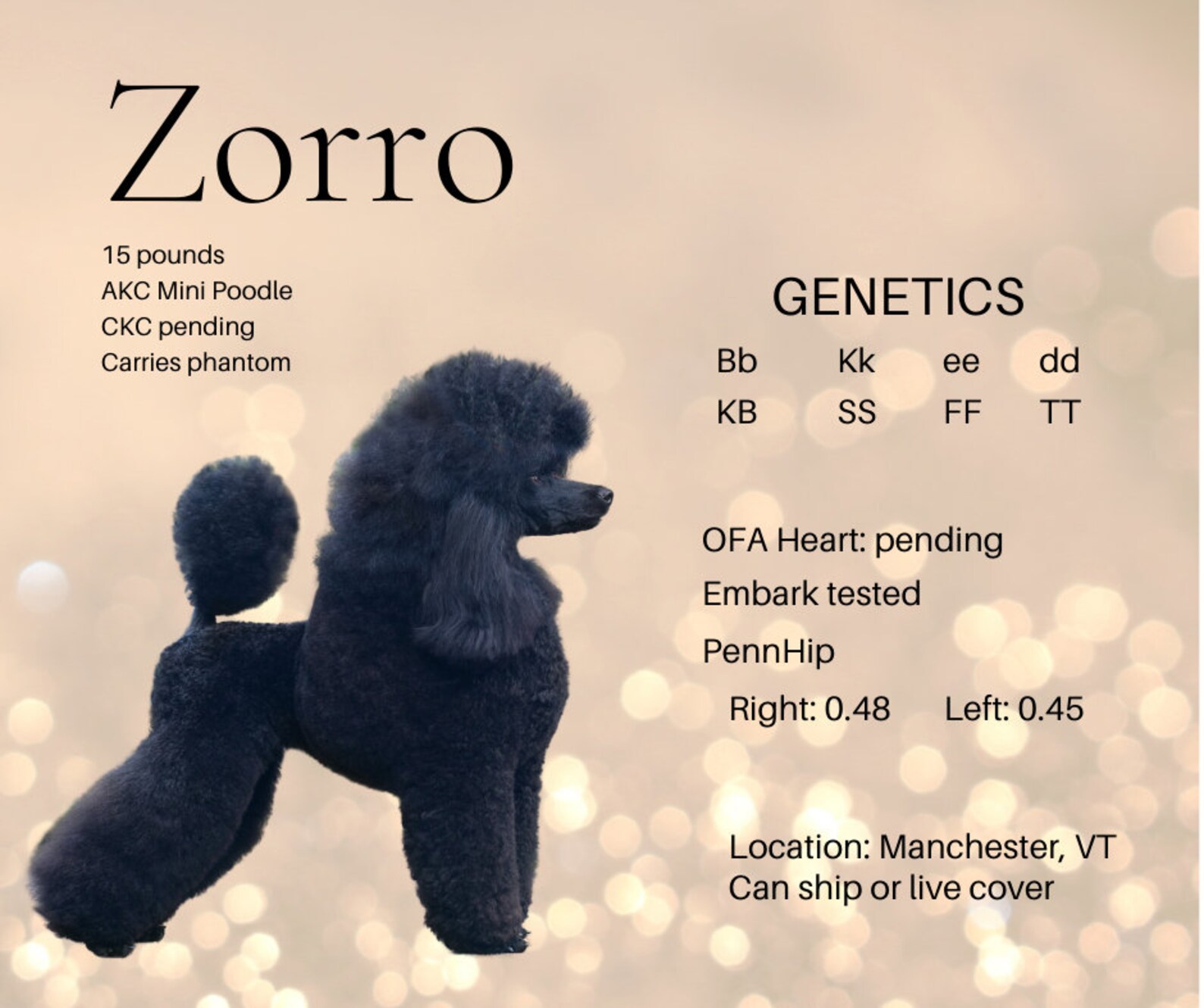 Editable Stud Flier Dog Breeder Customizable Digital Download Canva ...