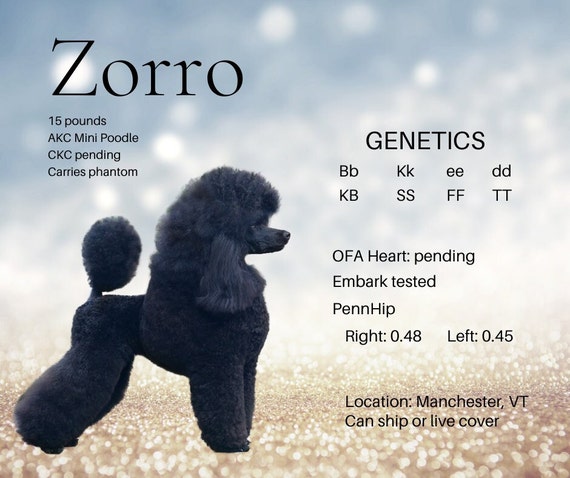 Editable Stud Flier Dog Breeder Customizable Digital | Etsy