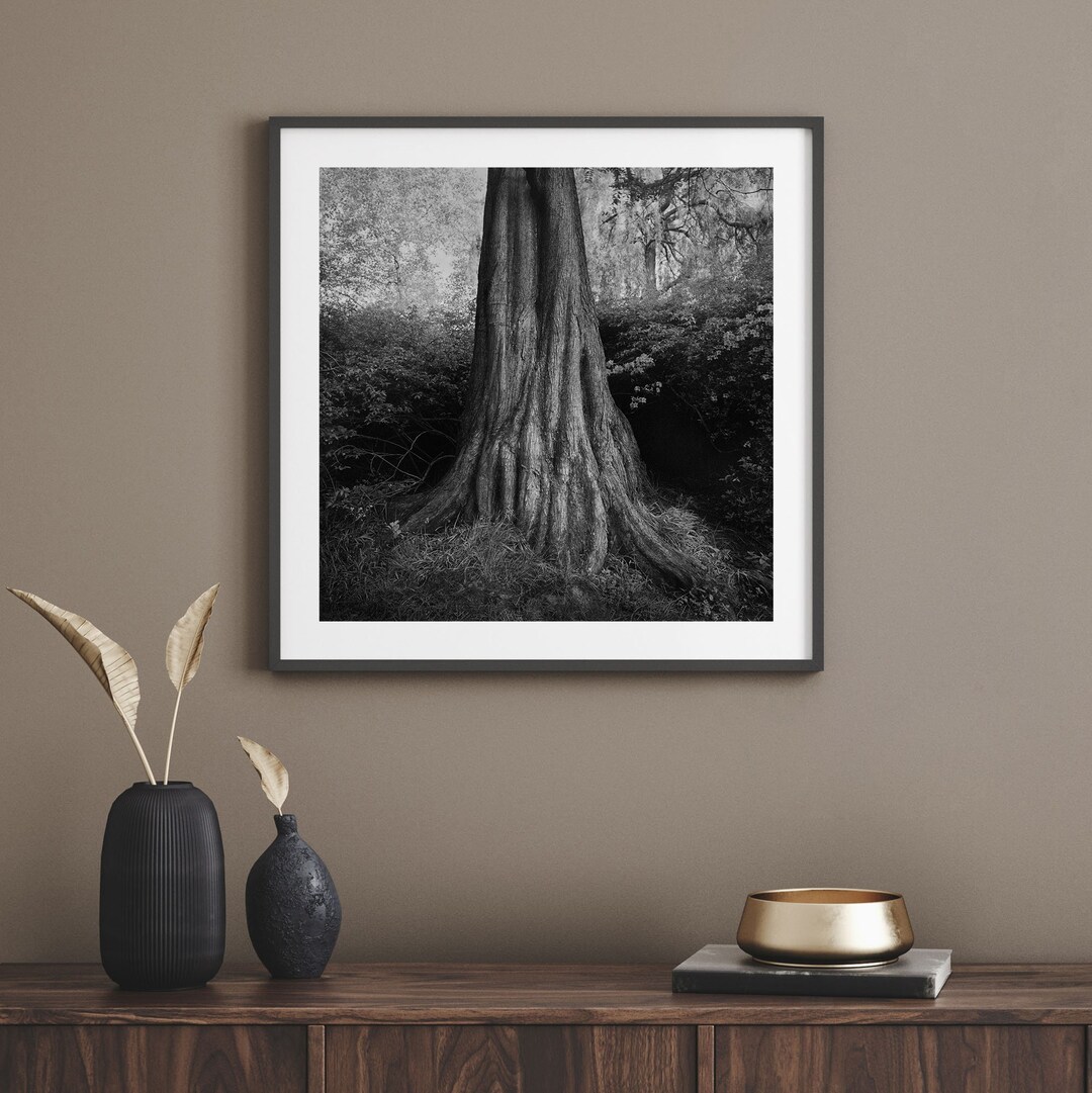 Sacret Tree Photography, Ancient Oak Tree Print, Fairytale Tree Photo ...