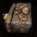 Tattered Wings, a Keepsake Box - Etsy