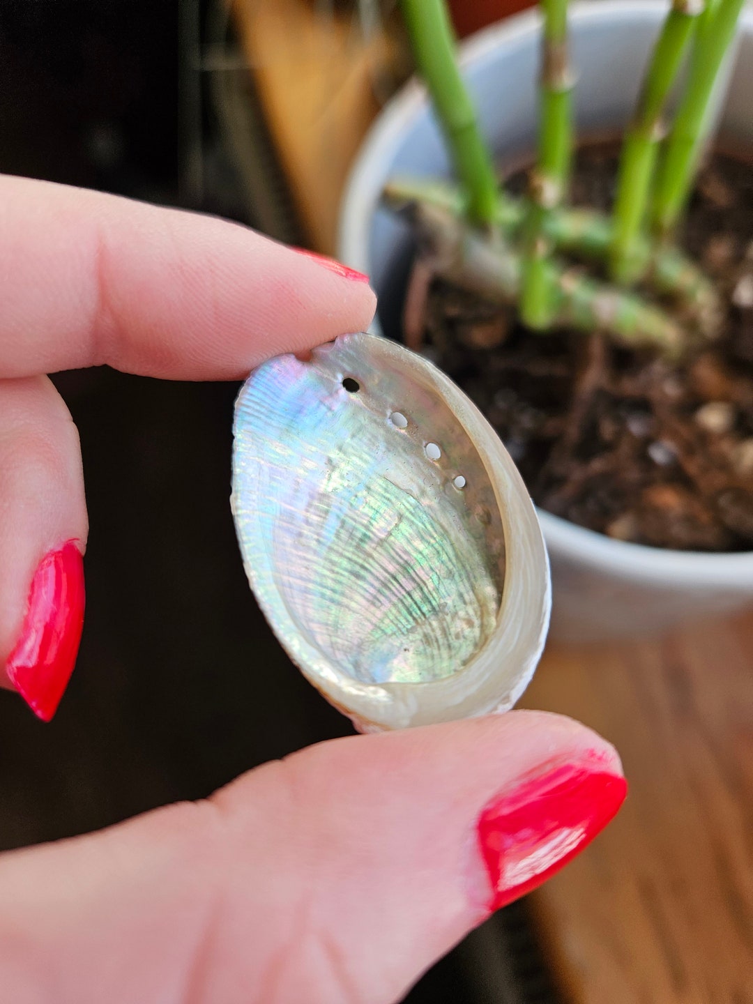Rainbow Abalone Shell // Mother of Pearl Decorations - Etsy