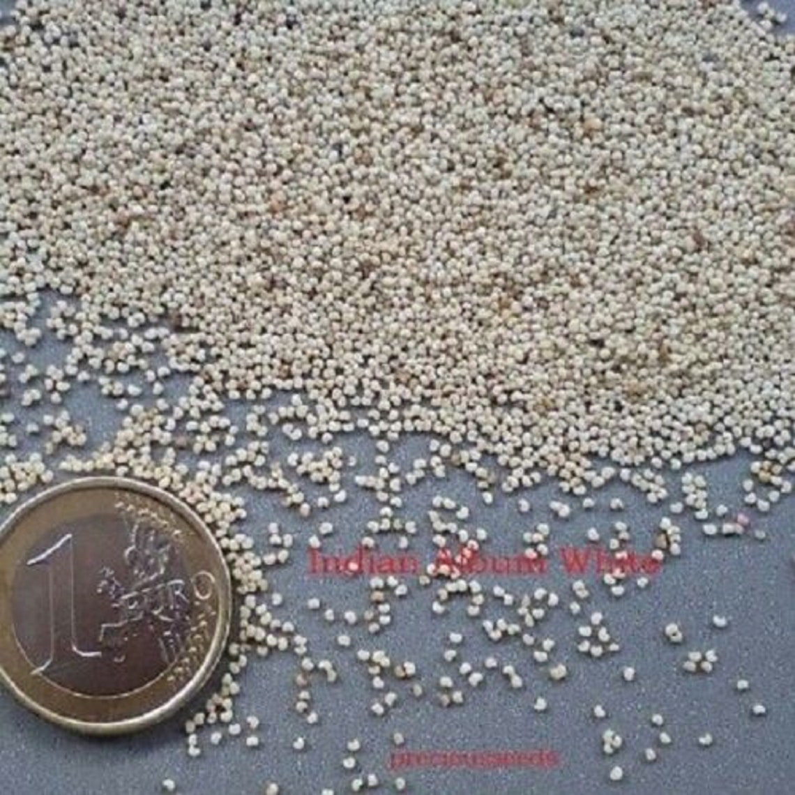 Indian Album White Opium Poppy Seeds Papaver | Etsy