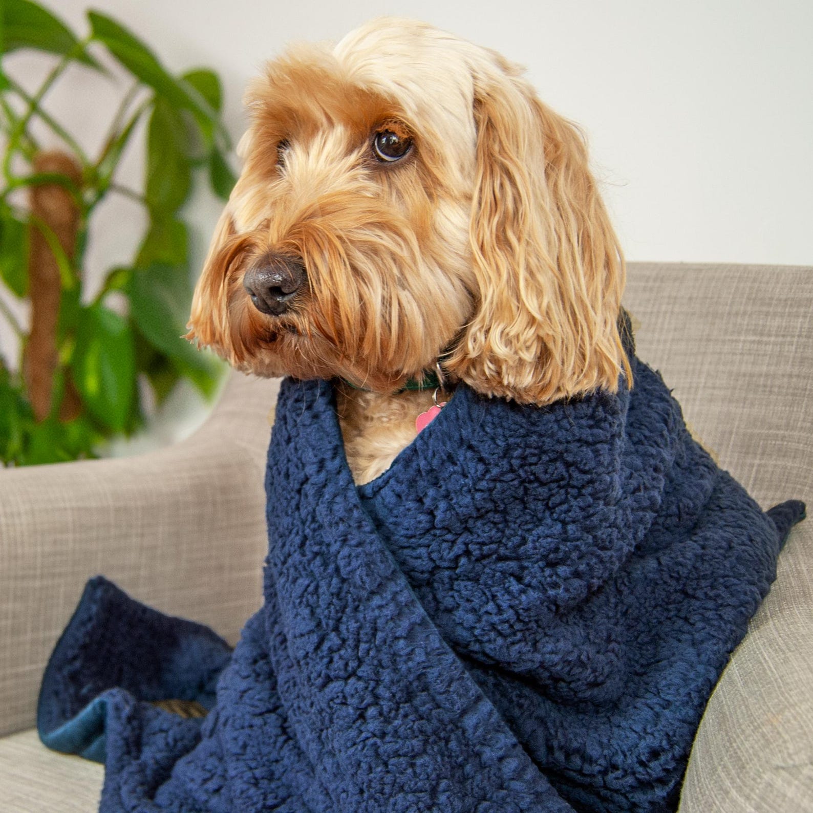 Navy Blue Extra Large Fluffy Dog Snuggle Blanket, Dog Couch Sofa ...