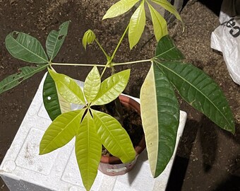 Variegated Money Tree - Etsy