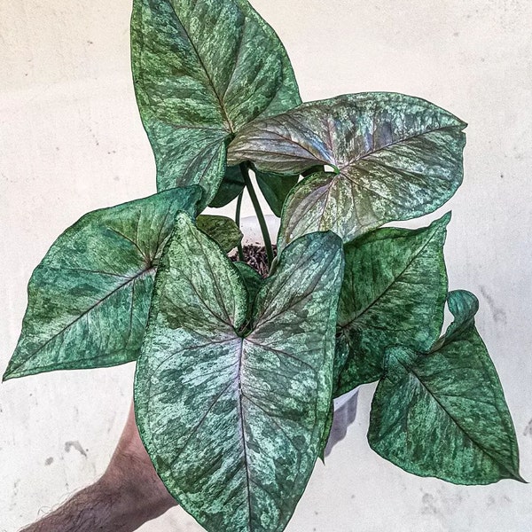 Syngonium Red Yami - Etsy