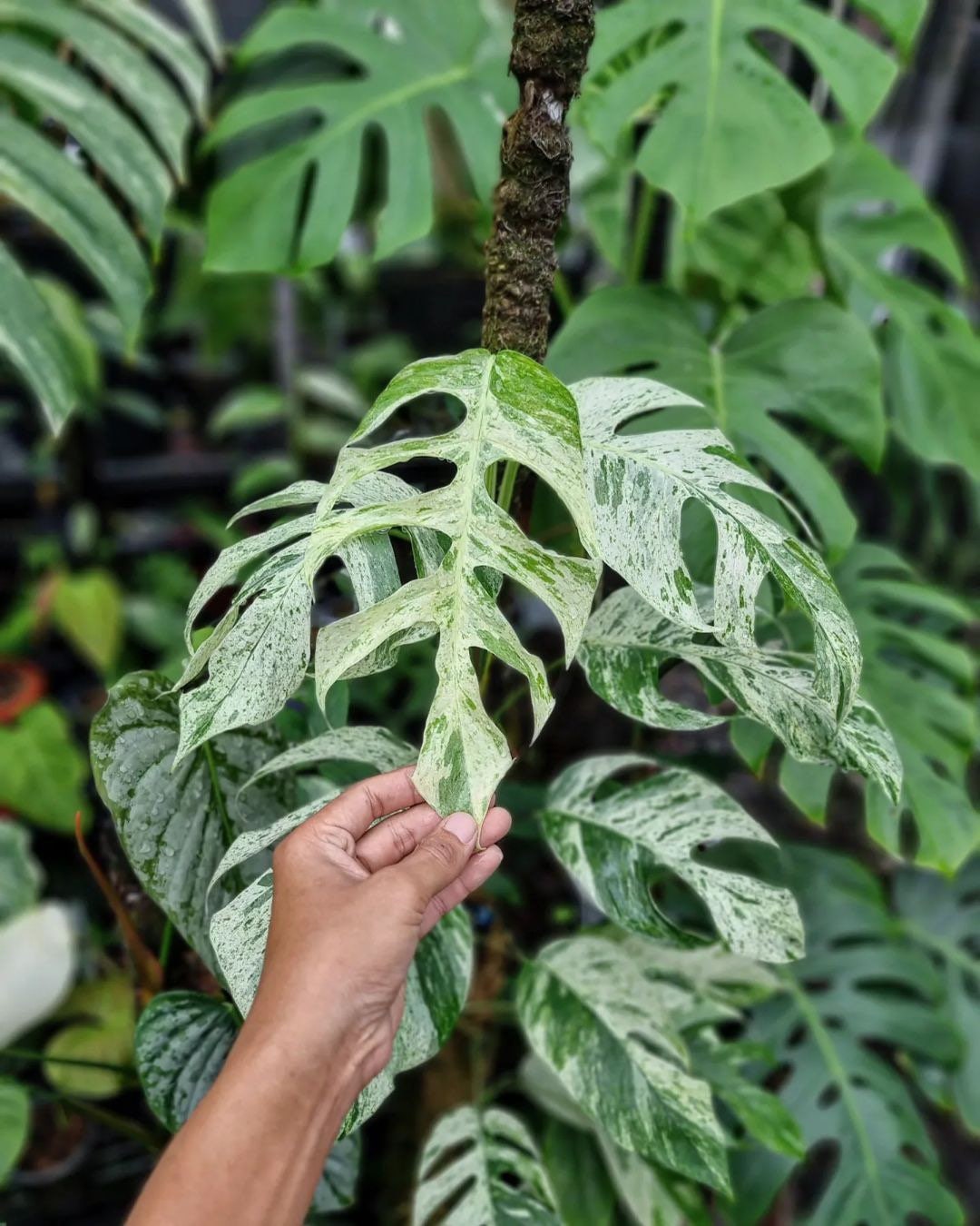 Hanoman Sp Bali - Etsy