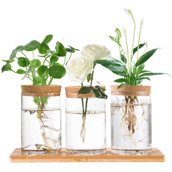 Desktop Terrarium - Etsy