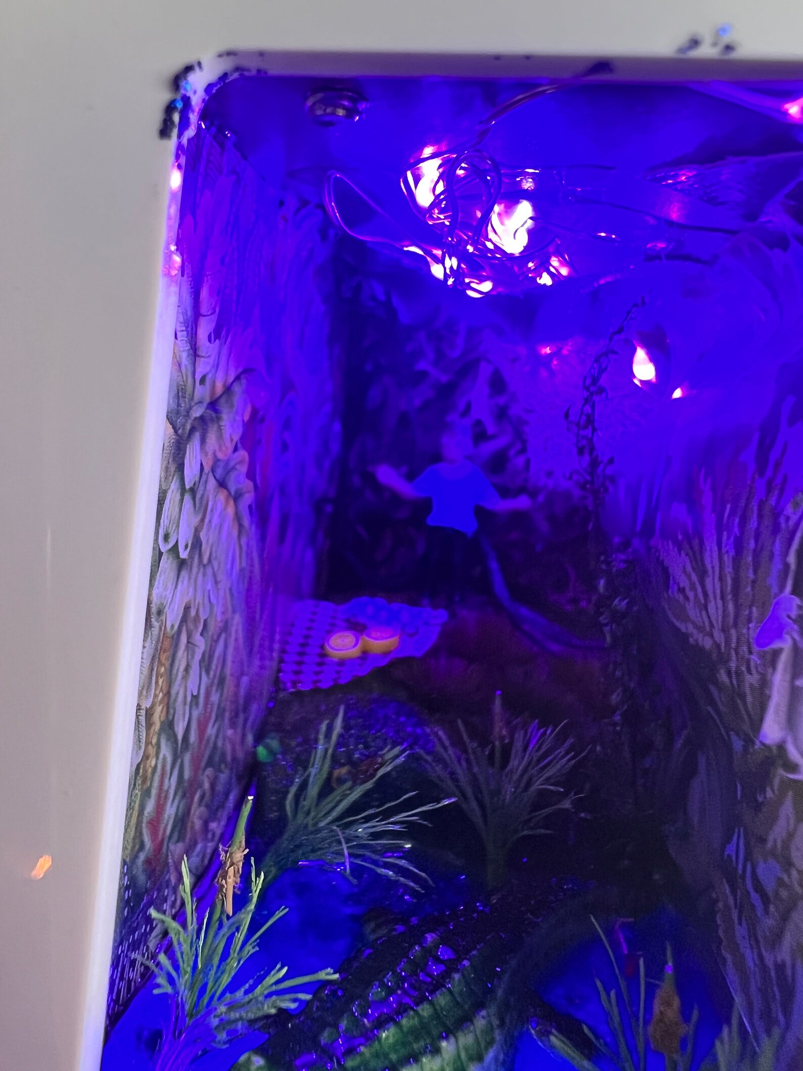 Swamp Picnic Mini Book Nook Diorama With Led Lights - Etsy