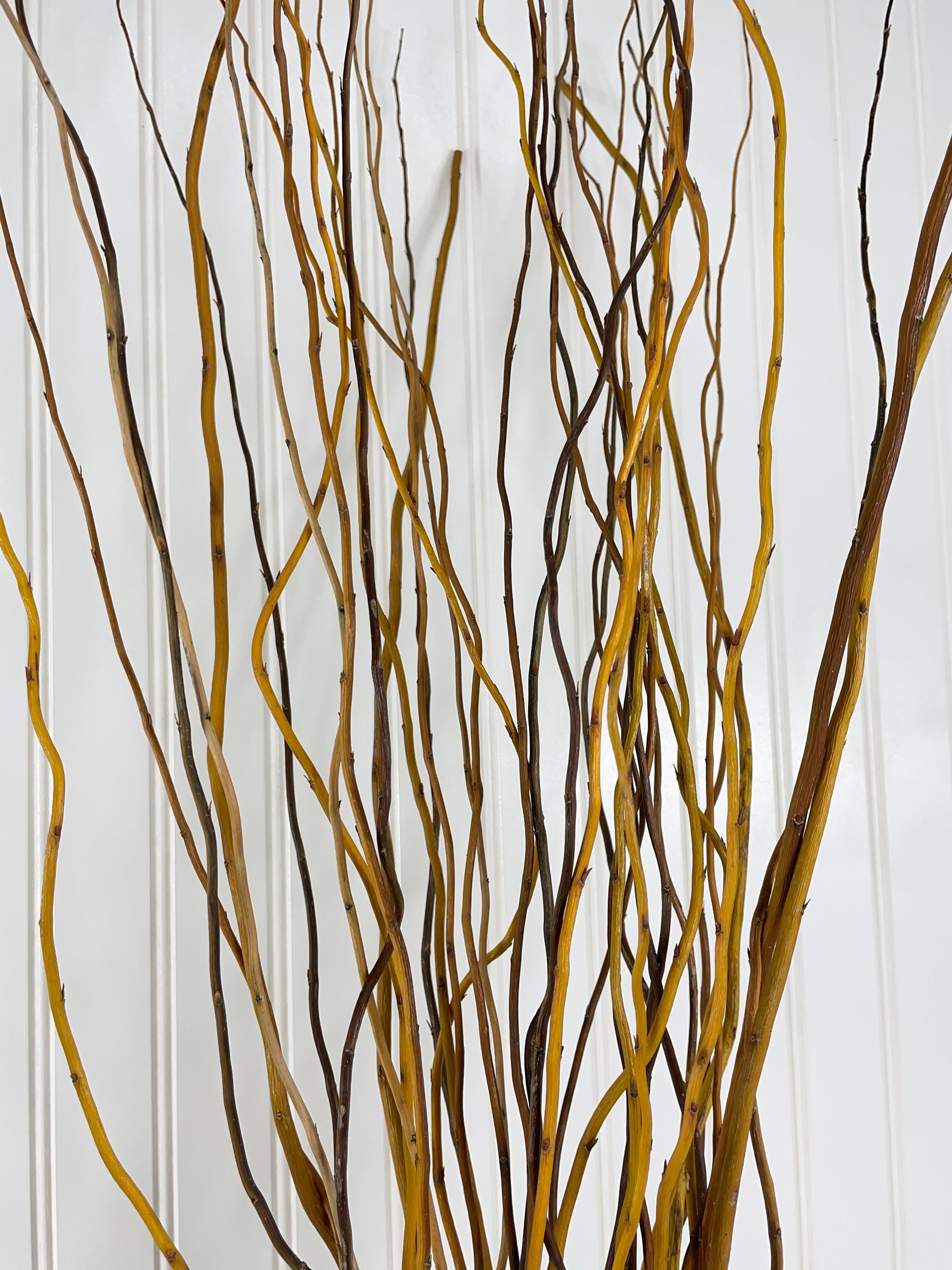 Curly Willow Dry Curly Willow Long Curly Willow - Etsy