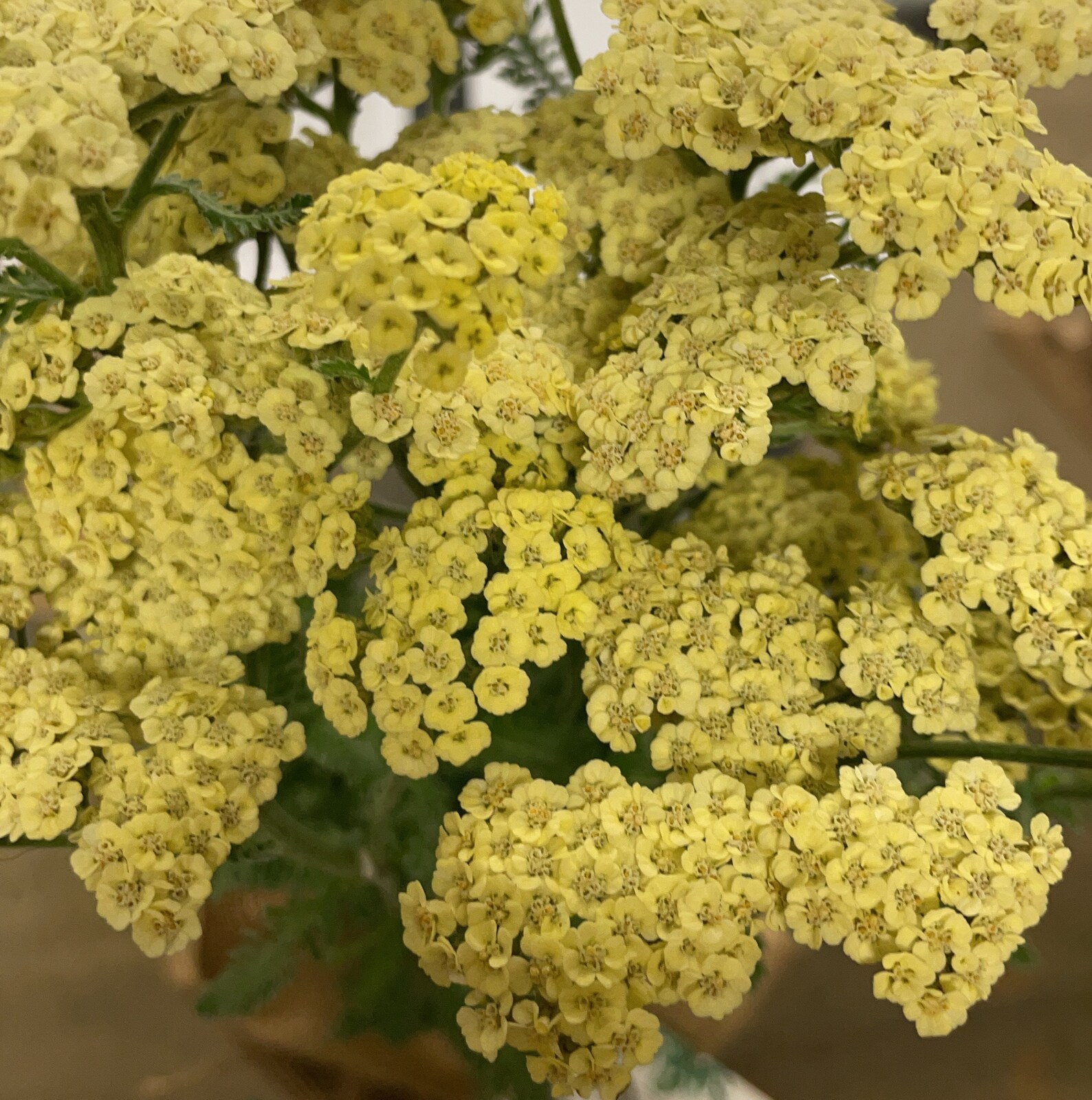 Achillea Anblo Anthea Yarrow Pale Yellow Plant Milfoil | Etsy