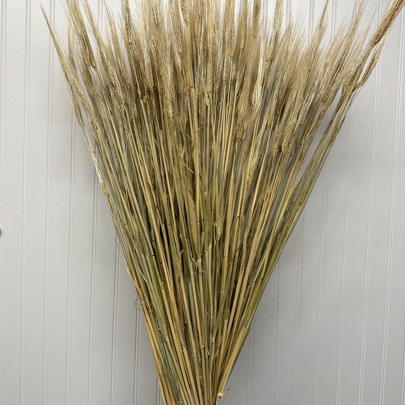 Dried Wheat - Etsy