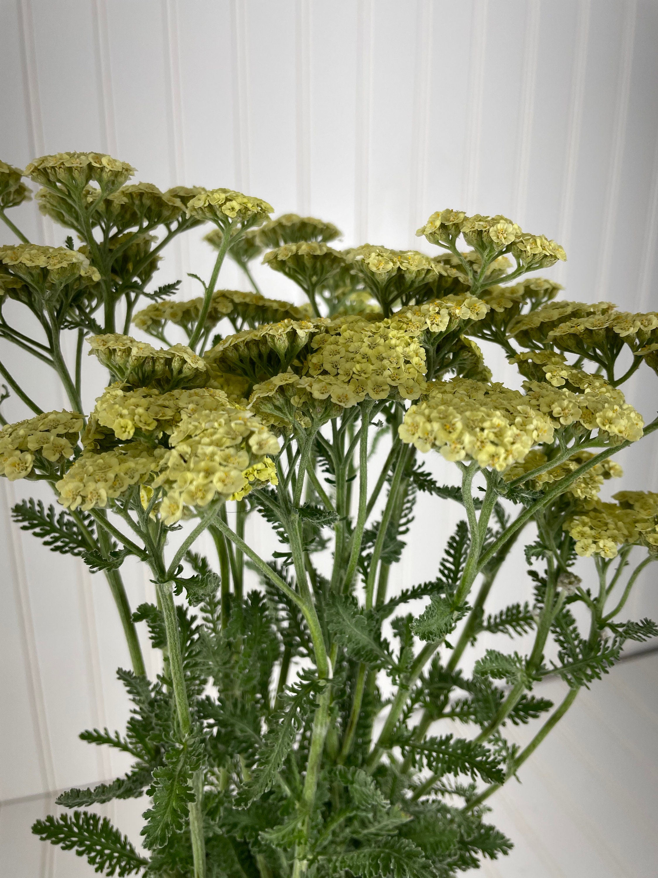 Achillea Anblo Anthea Yarrow Pale yellow plant Milfoil | Etsy