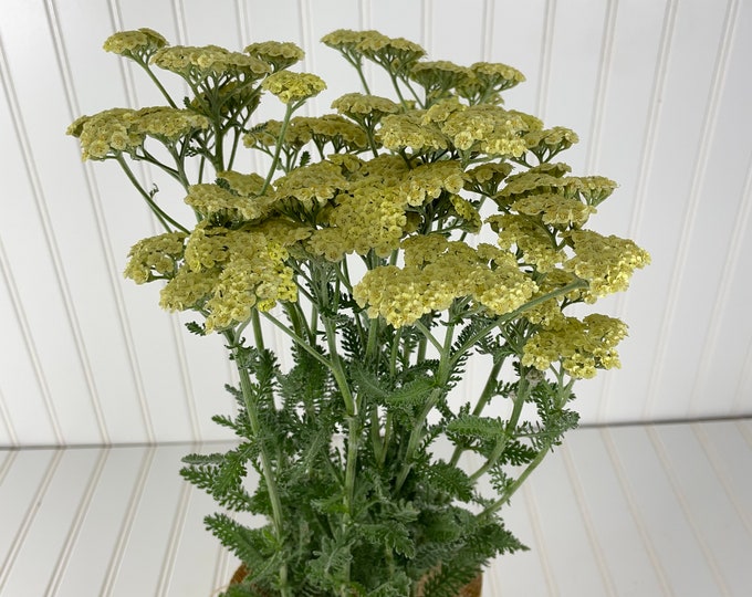 Achillea Anblo Anthea, Yarrow, Pale Yellow Plant, Milfoil - Etsy