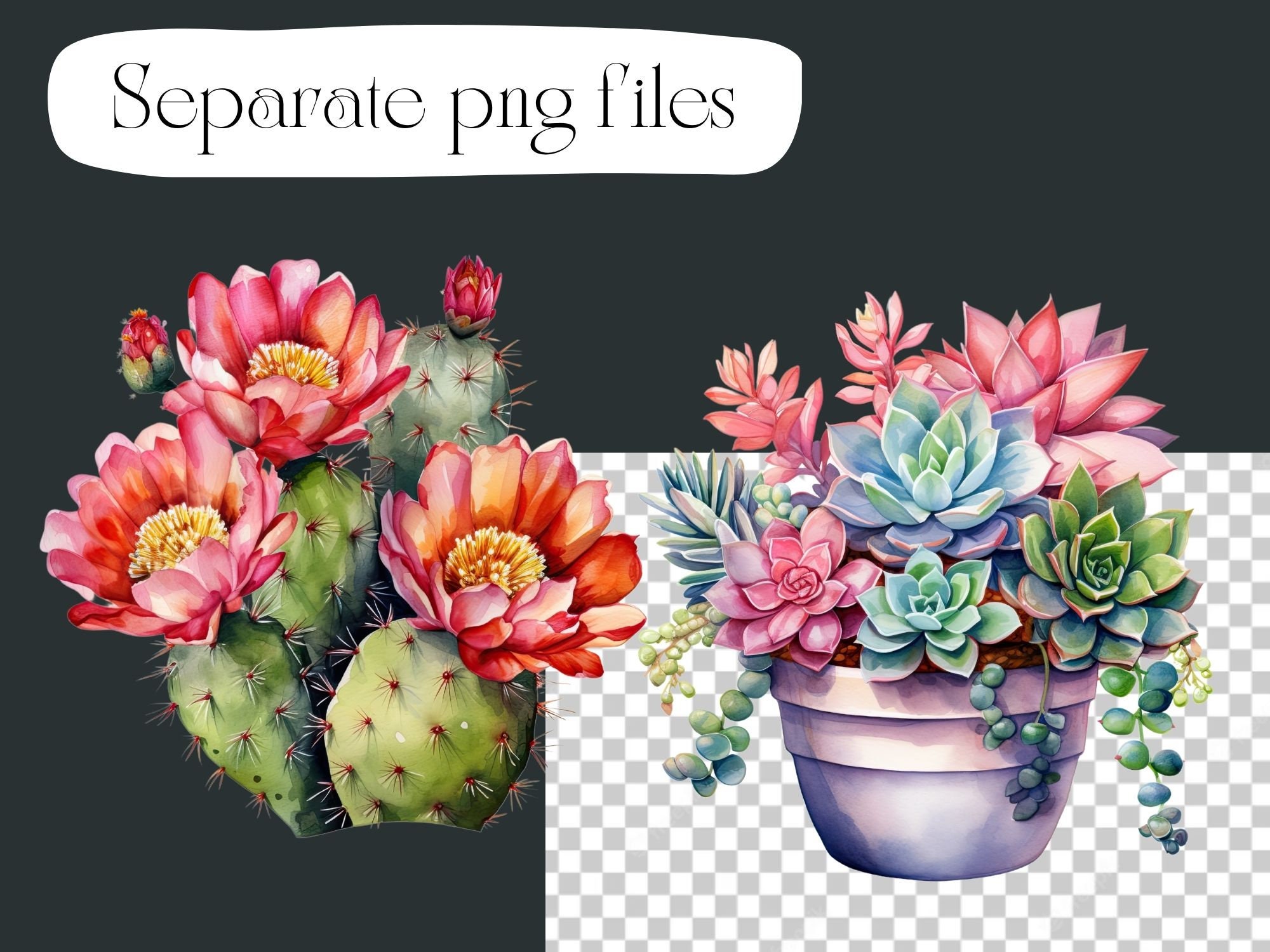 22 PNG Watercolor Floral Cactus Succulent Clipart Instant - Etsy