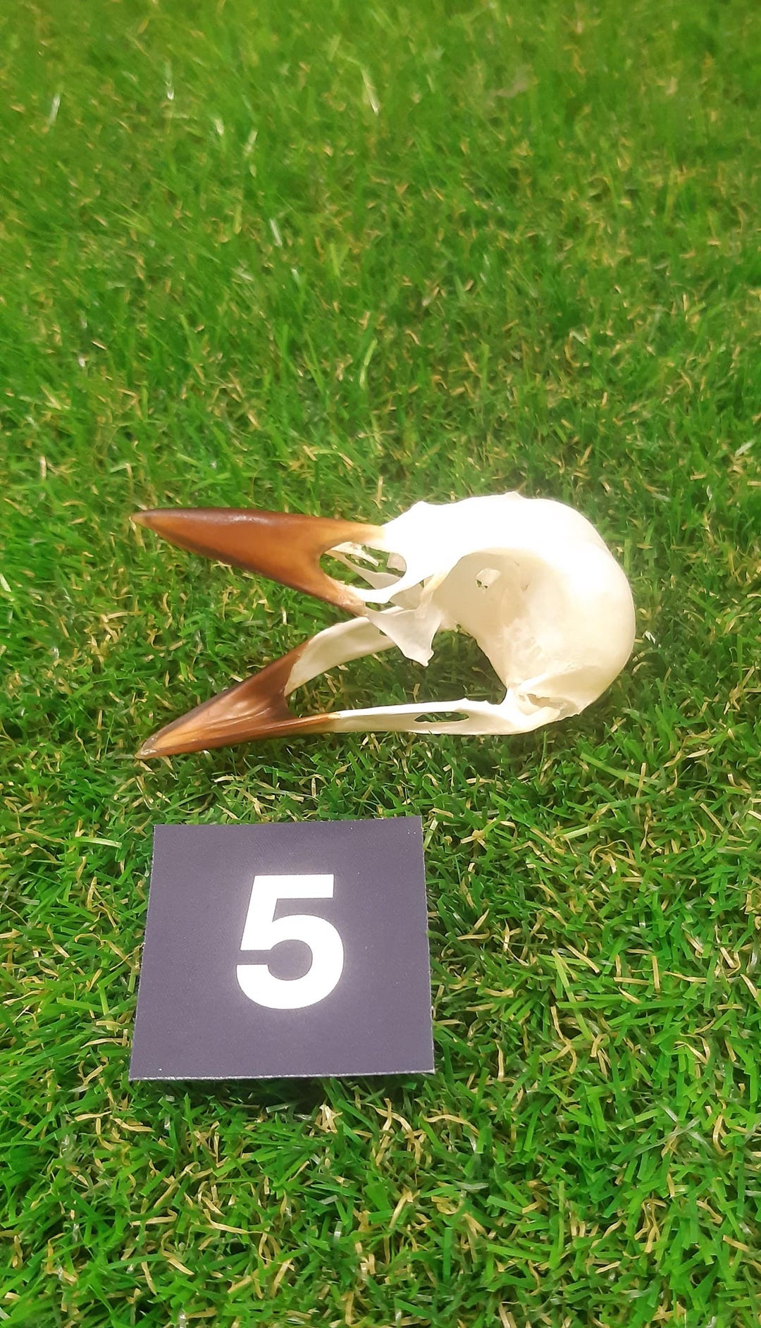 Genuine British Jay Skull 5 - Etsy
