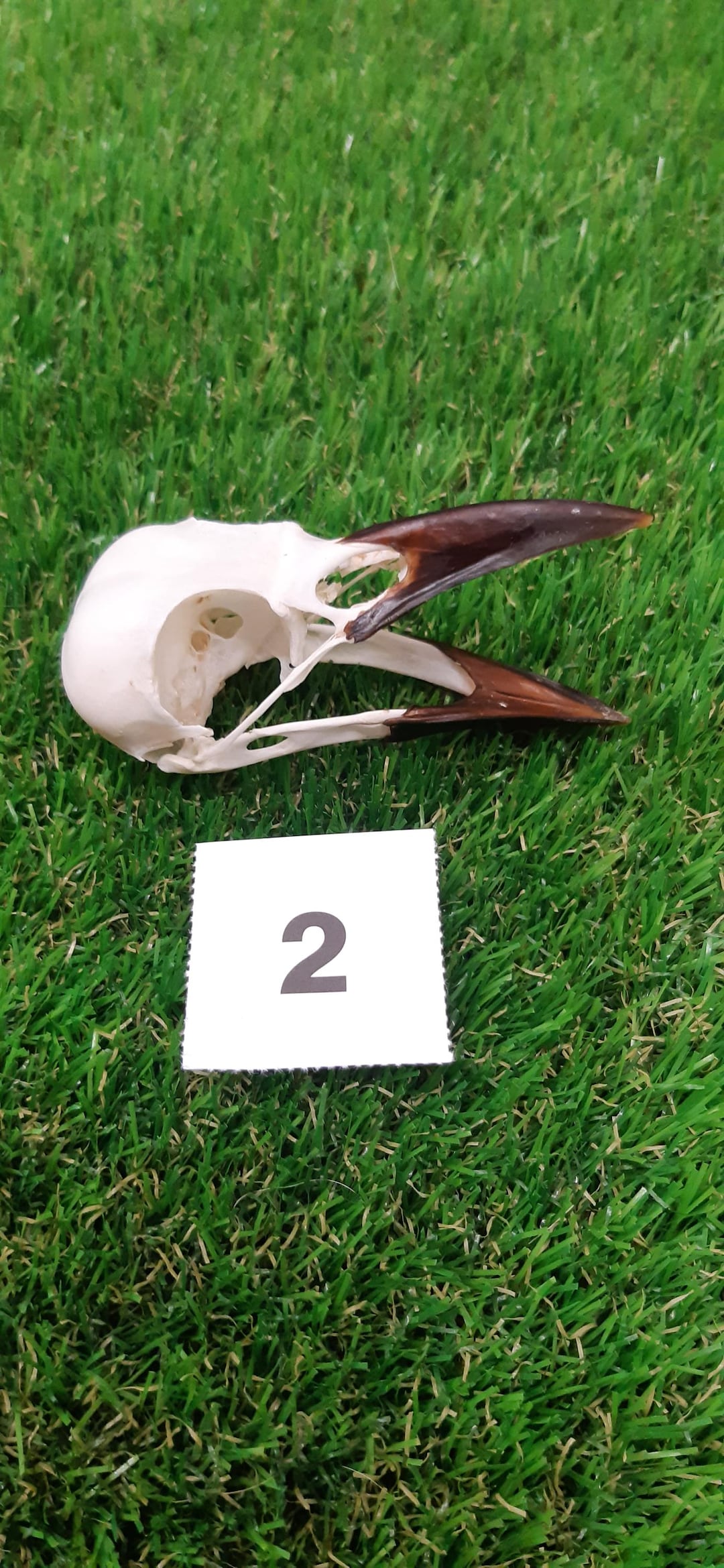 Genuine British Carrion Crow Skull (corvus Corone) - Etsy