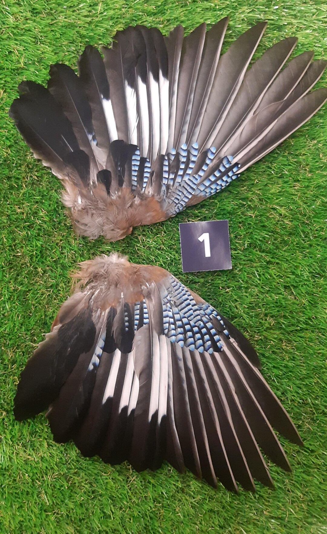 British Jay Wings 1 - Etsy