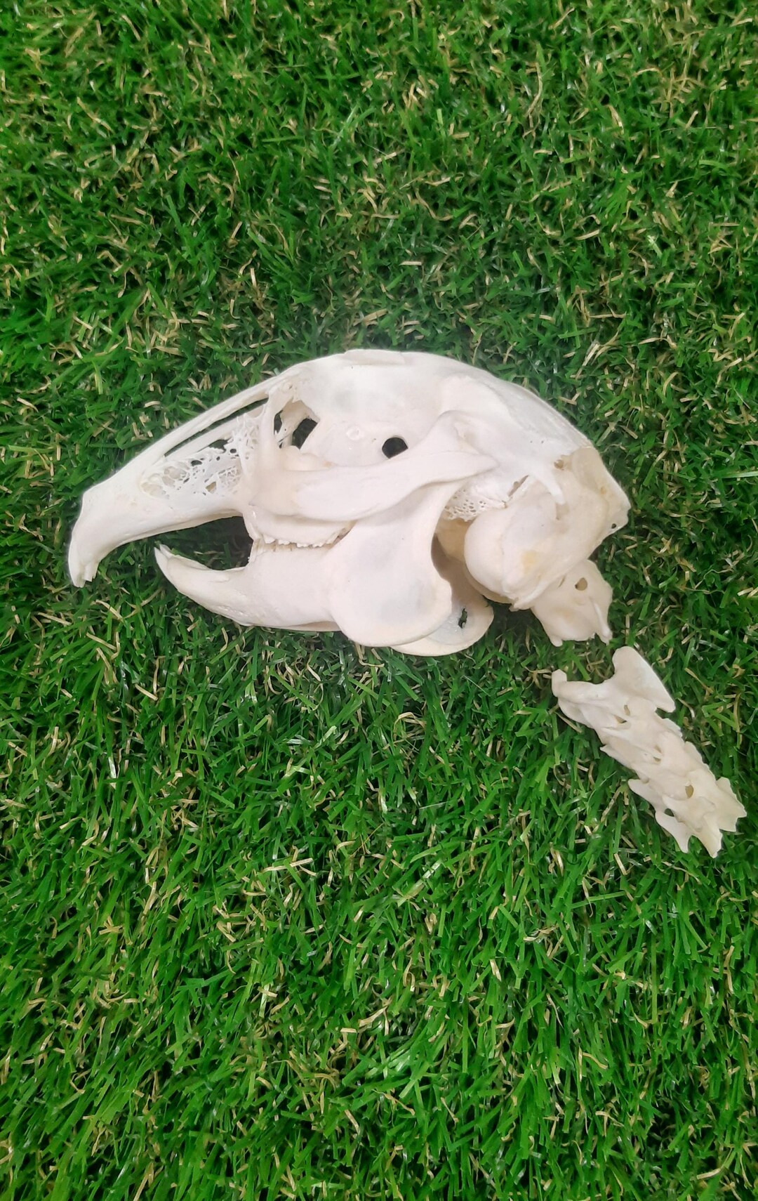 Genuine British Rabbit Skull With Vertebrae - Etsy