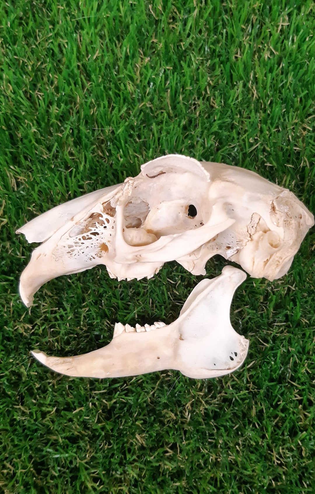 Genuine British Brown Hare Skull - Etsy