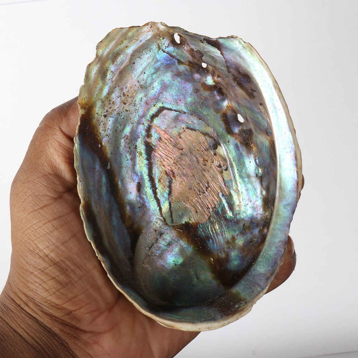 379.00 Ct. Abalone Sea Shell Natural Rainbow Abalone Mother - Etsy UK
