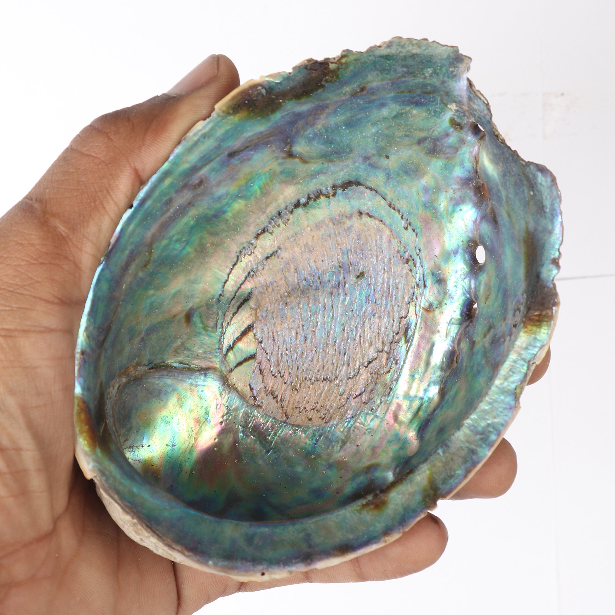 455.00 Ct. Natural Rainbow Abalone Abalone Sea Shell Mother - Etsy UK