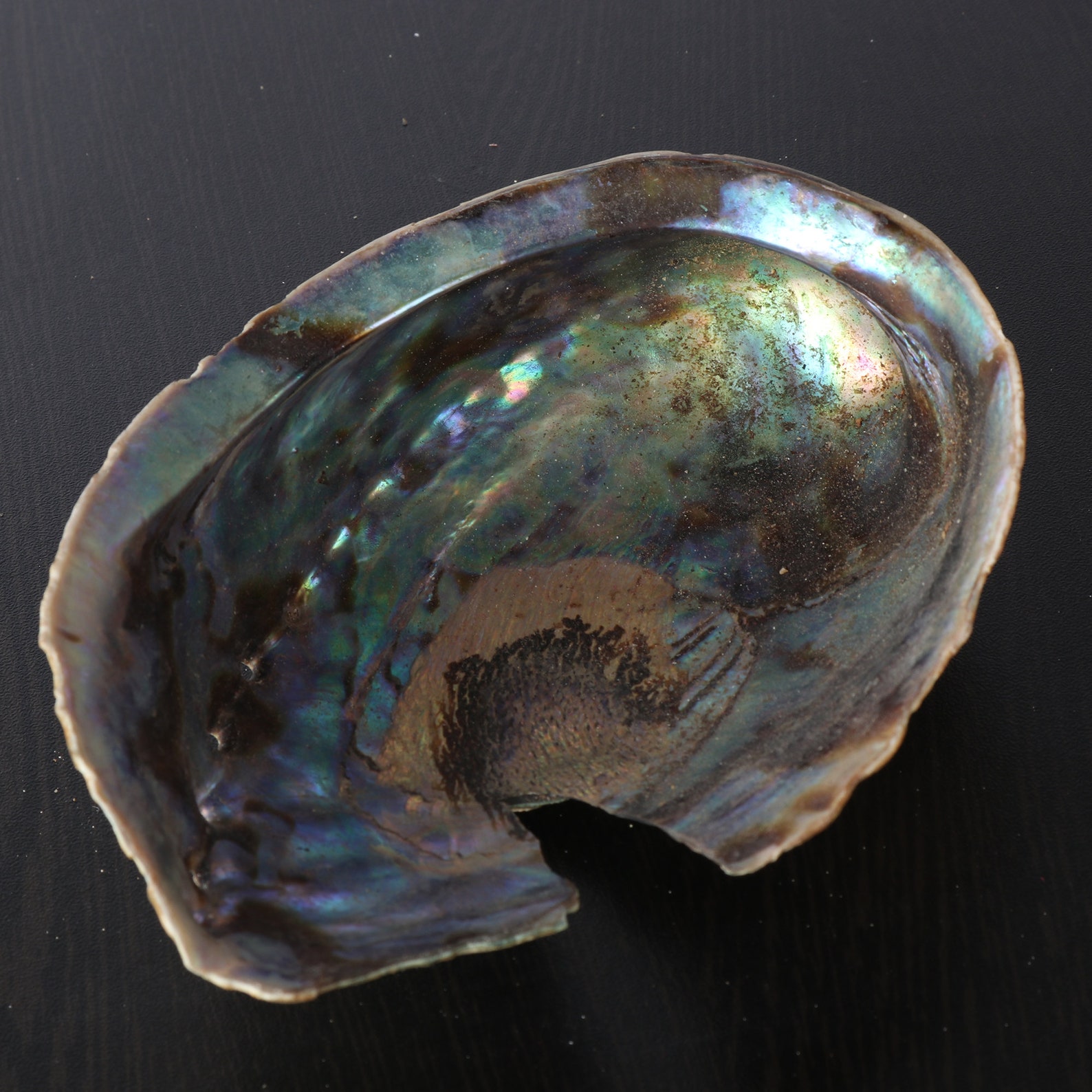 372.00 Ct. Large Ocean Abalone Abalone Sea Shell Natural | Etsy