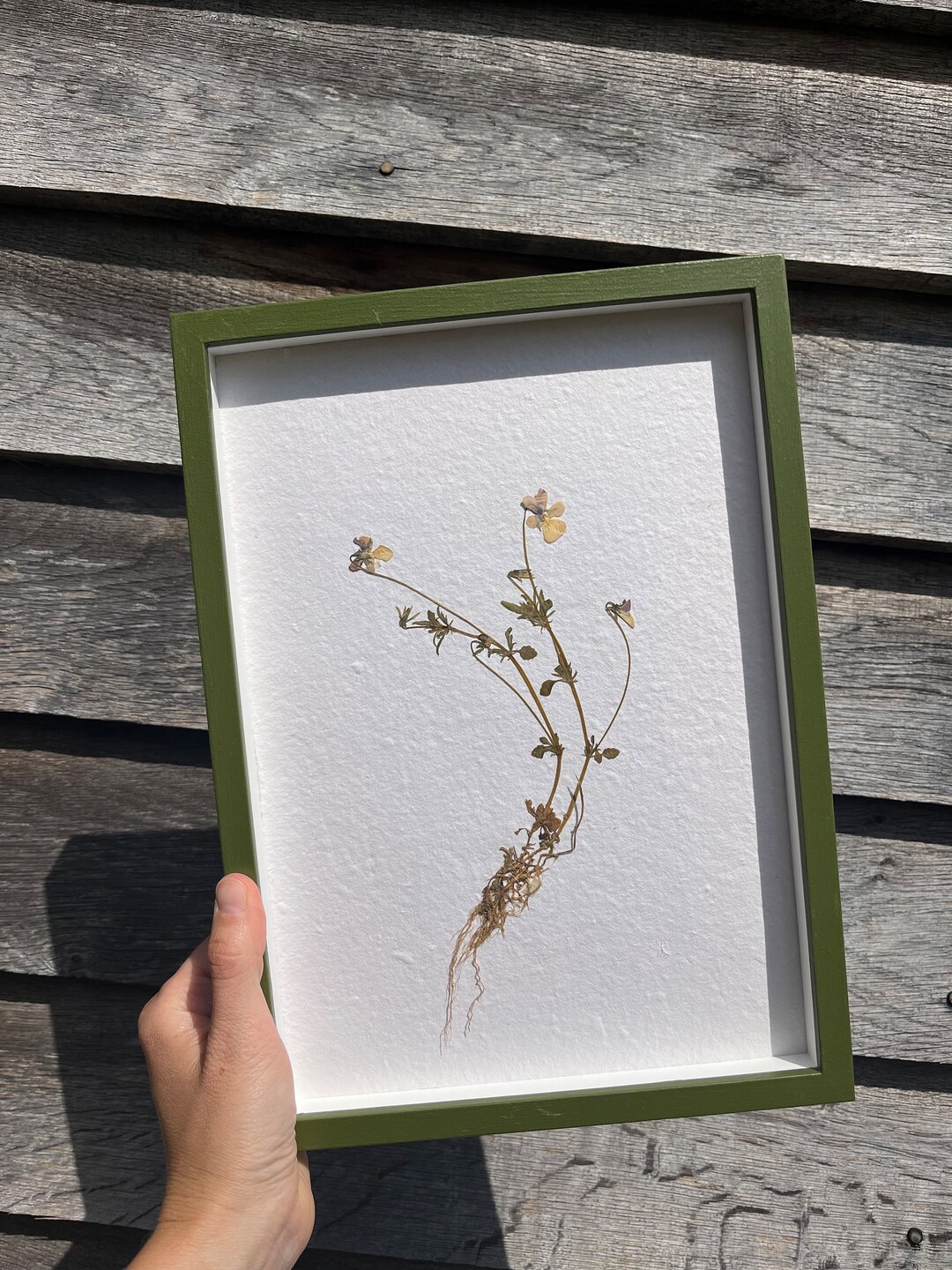 Framed Pressed Flower Dried Flower Art - Viola - Etsy