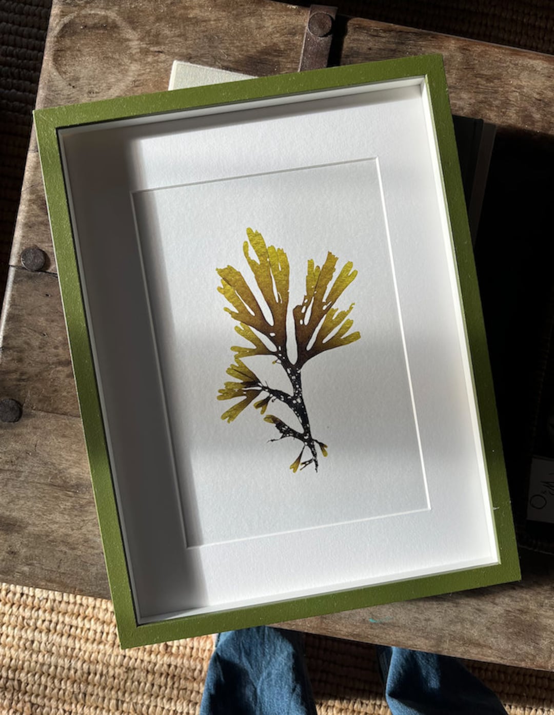 Pressed Seaweed Art Print - A4 - Etsy