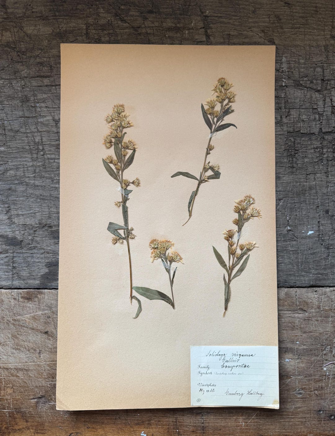 Vintage Pressed Flower Botanical Herbarium Art - Goldenrod | Brocante ...