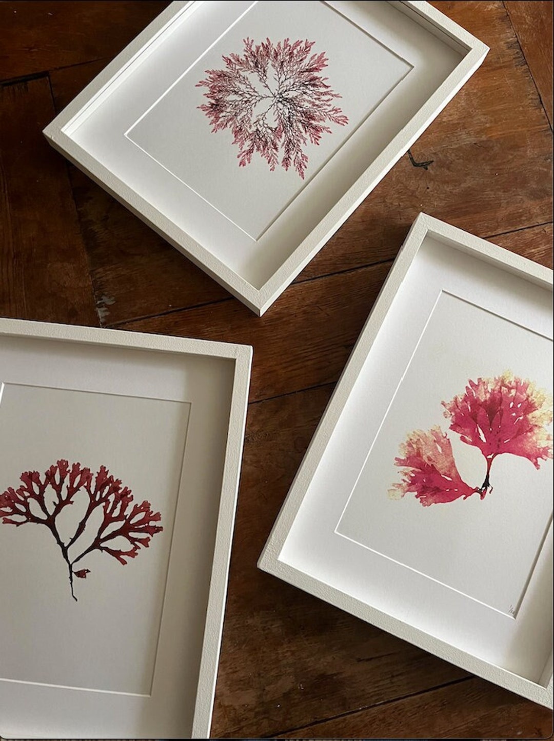 Pressed Seaweed Art Print - A5 - Etsy