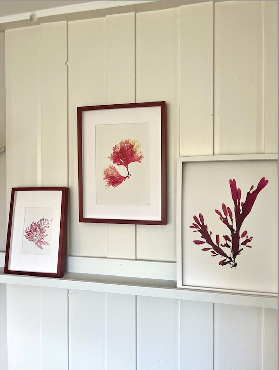 Pressed Seaweed Art Print - A3 - Etsy