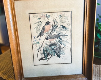 Vintage Arthur Singer Bird Print Number 6 of a Series Birds and ...