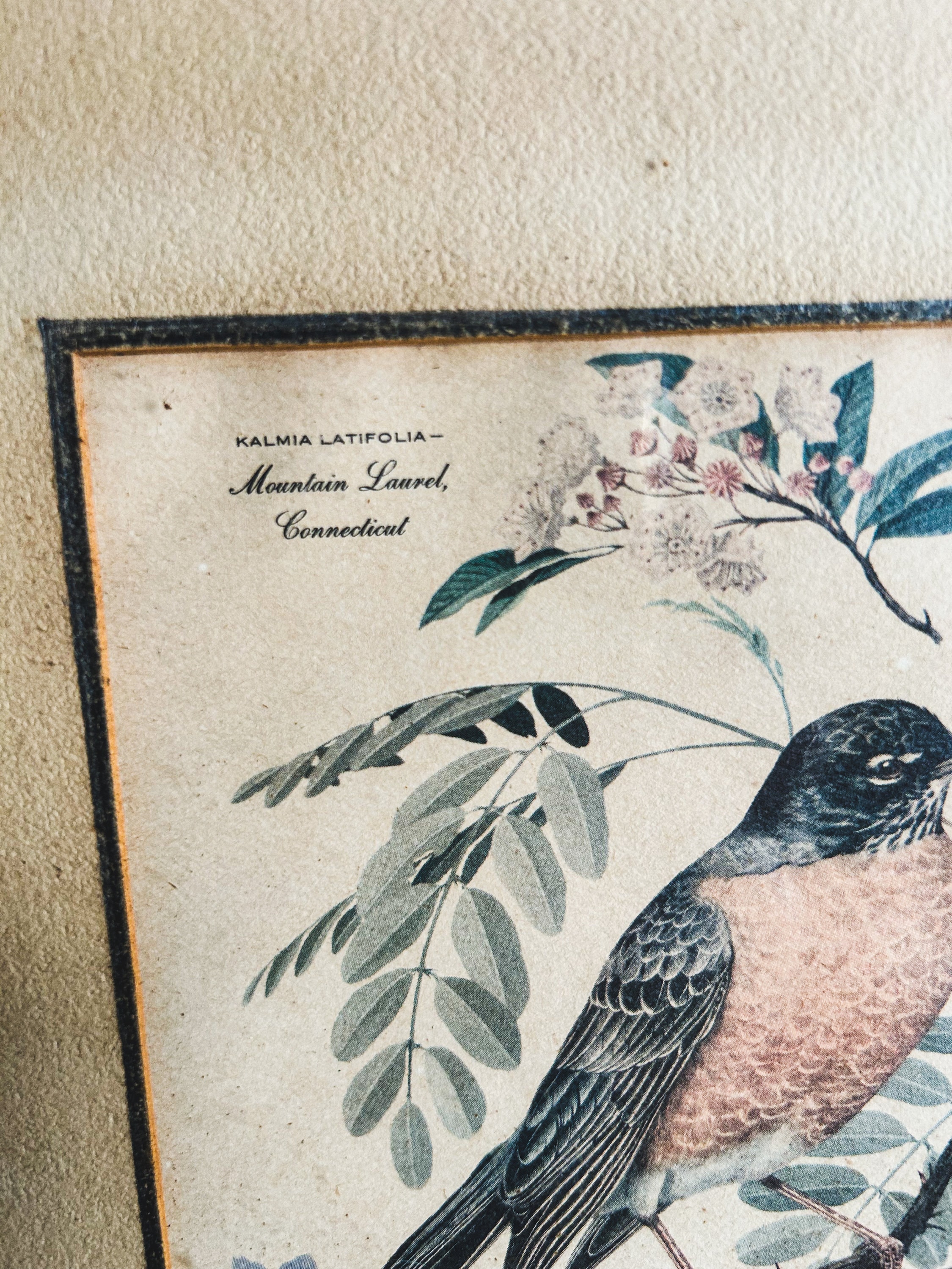 Vintage Framed Arthur Singer Bird Print - Etsy