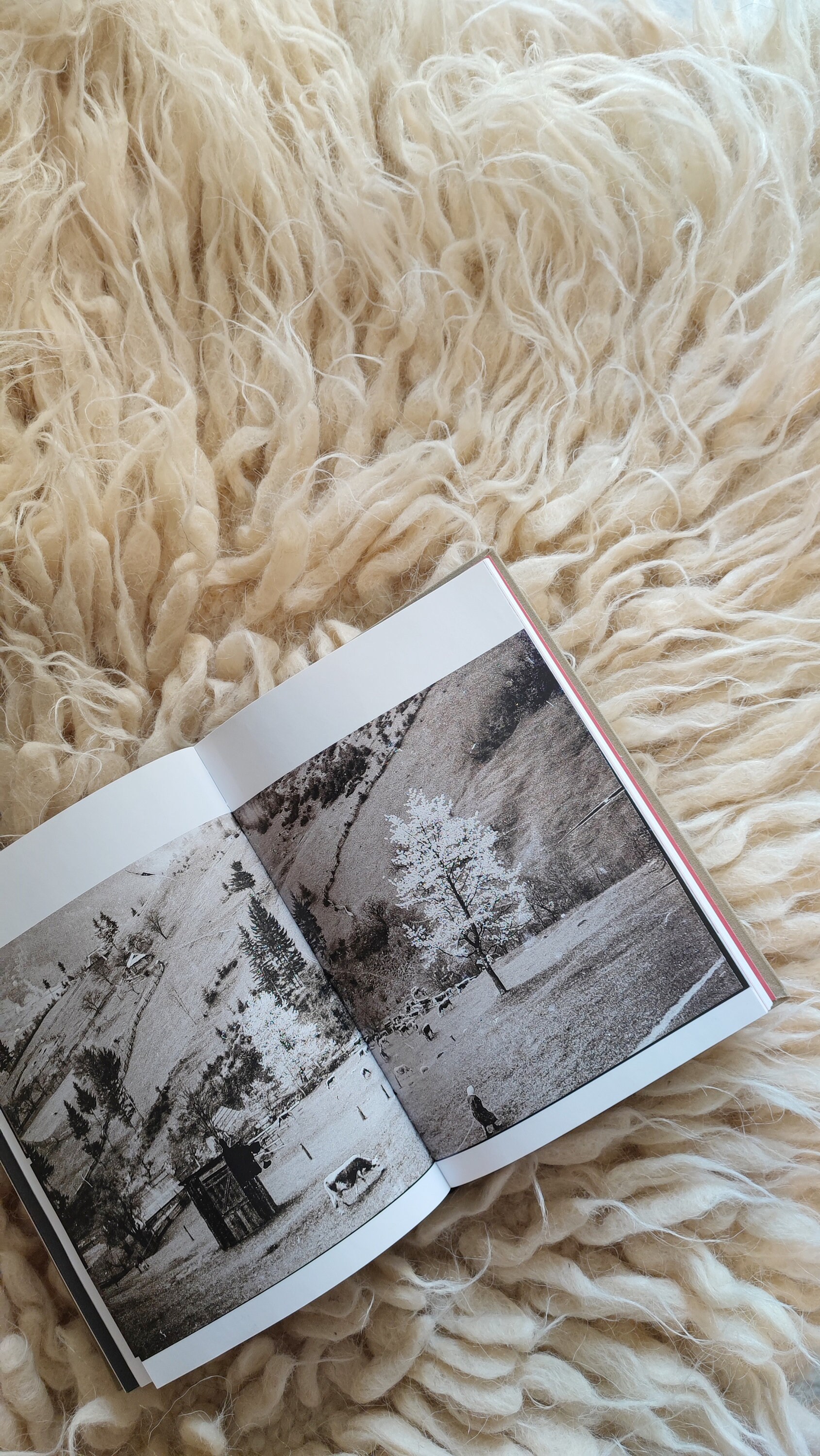 Authentic Ukrainian Carpathian Wool: Handwoven Shaggy Flokati Blanket ...