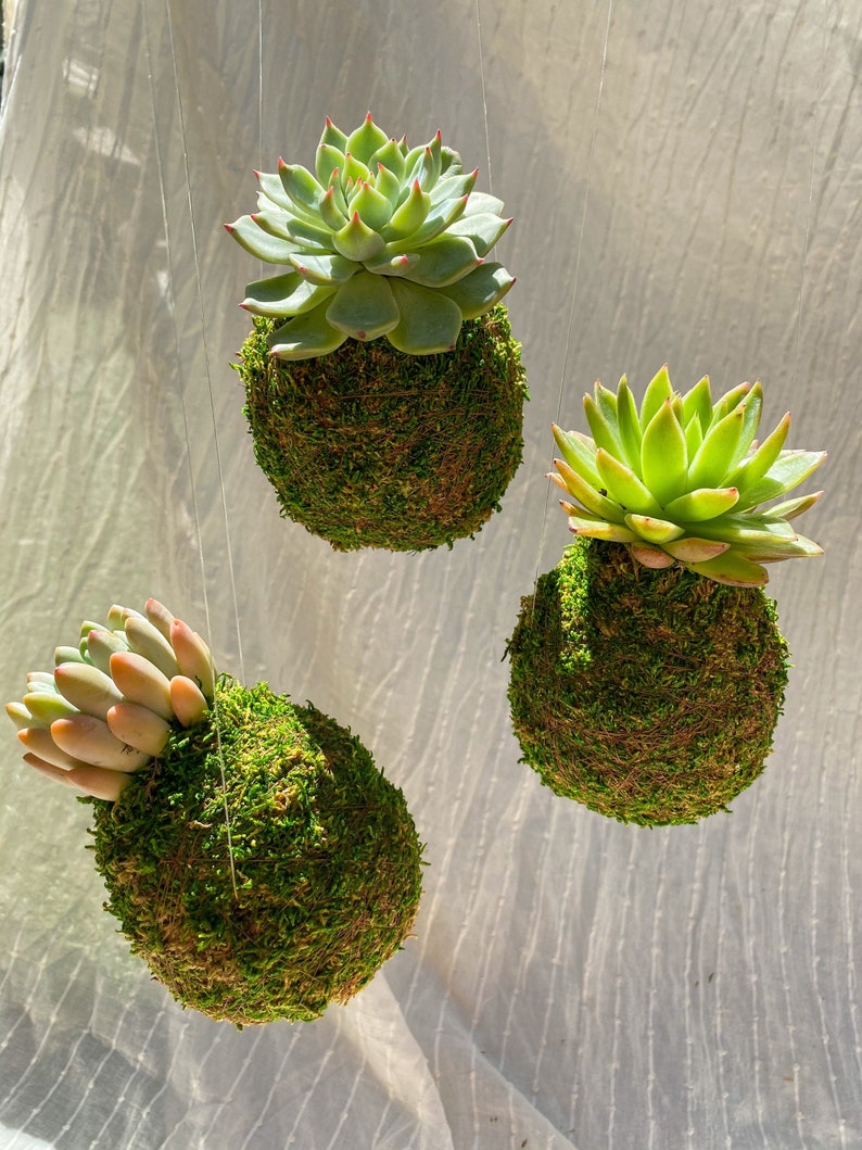 Mini Succulant Kokedama Trio - Etsy