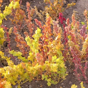 CANIHUA Seeds *FREE Shipping!* Fresh & Organic Kaniwa, Quinoa ...