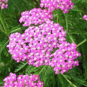 LIGHT PINK YARROW Seeds *free Shipping!* Fresh & Organic Achillea ...