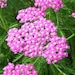 LIGHT PINK YARROW Seeds *free Shipping!* Fresh & Organic Achillea ...