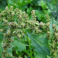 GOOD-KING-HENRY Seeds *free Shipping!* Fresh & Organic English Mercury ...